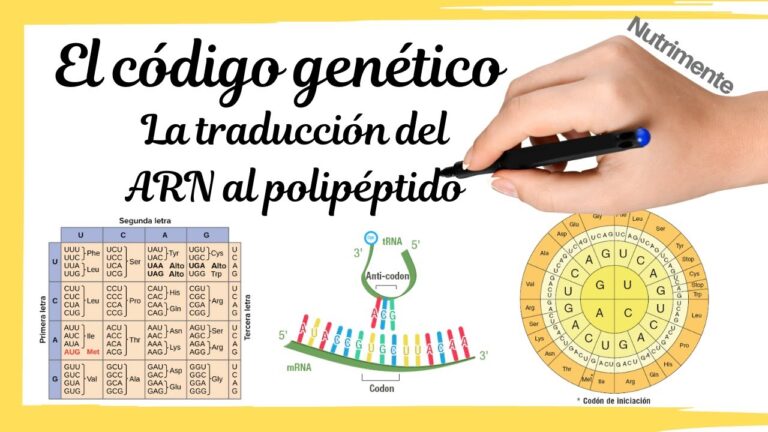 ¿Qué es el código genético en biología? Explicación y funciones ...