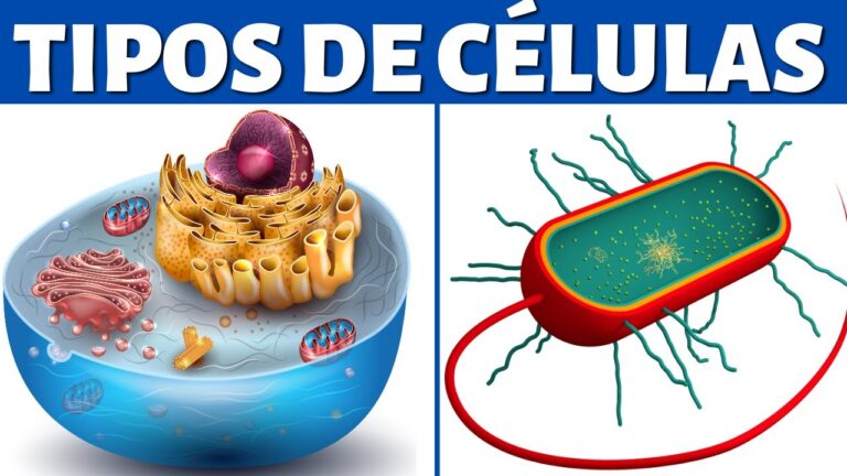 Tipos de Células y Organización Celular: Guía Completa para Entender la ...