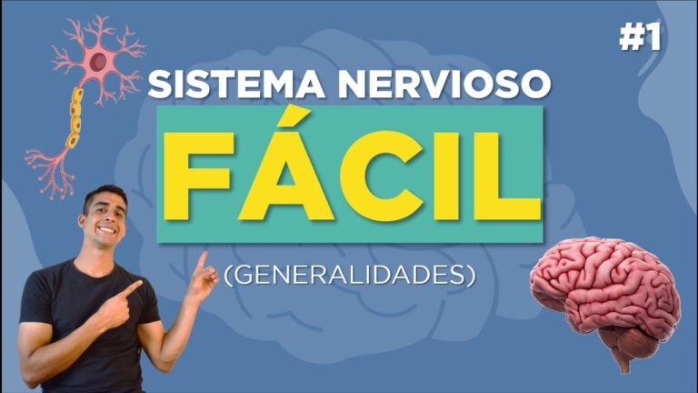 ¿Qué es y cuál es la función del sistema nervioso central y periférico? - Biología un mundo ...