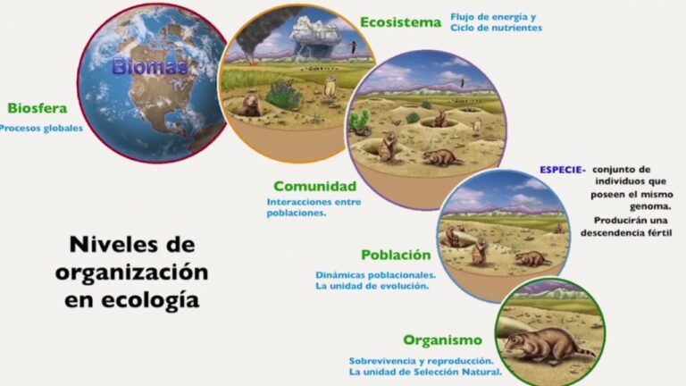 Ecología de Poblaciones, Comunidades y Ecosistemas: Claves para ...