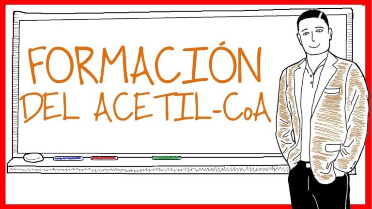 ¿De Dónde Proviene el Ácido Pirúvico? Descubre Cómo se Forma a Partir ...