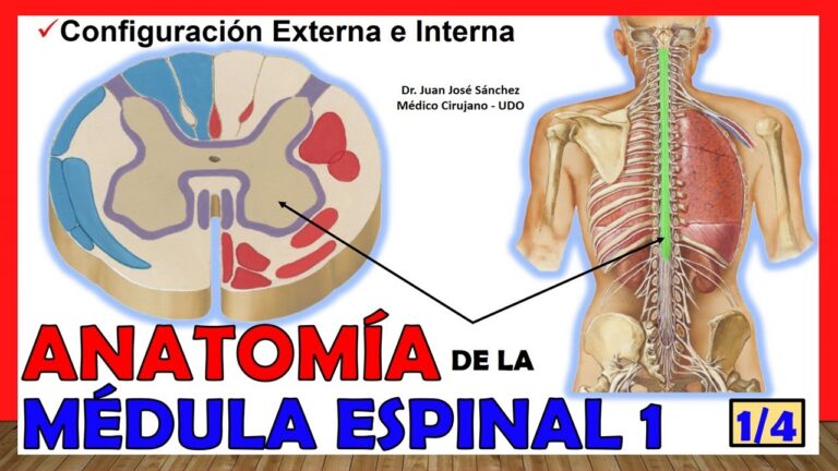 Estructura Interna de la Médula Espinal: Funciones y Componentes Clave ...