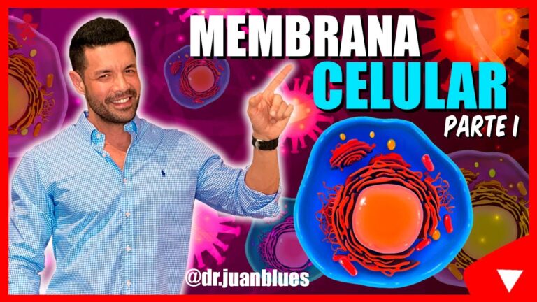 ¿Membrana Plasmática y Membrana Celular: Son lo Mismo o Hay Diferencias? - Biología un mundo ...