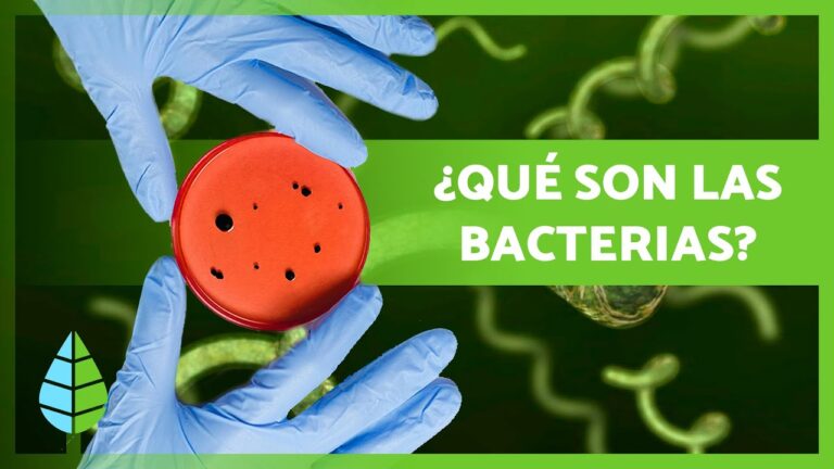 Tipos de Bacterias y sus Características: Guía Completa para Conocer el Mundo Microbiano ...
