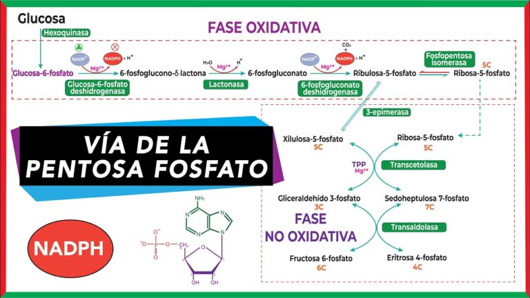 ¿Dónde Ocurre la Vía de las Pentosas Fosfato? Descubre su Localización ...