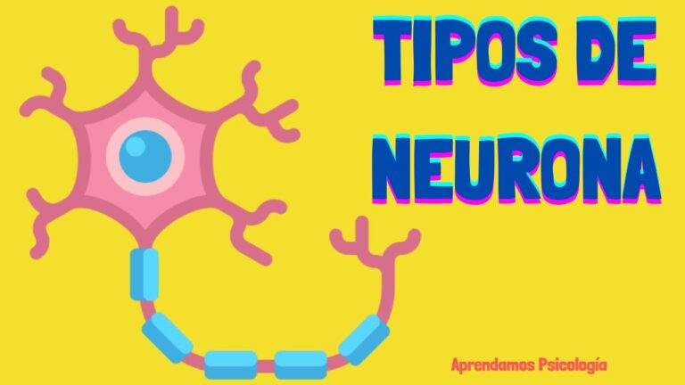 ¿A Qué Parte Pertenecen las Neuronas Sensoriales? Descubre su Función y ...