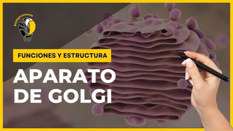 Todo sobre el Aparato de Golgi: Funciones en Células Animales y ...