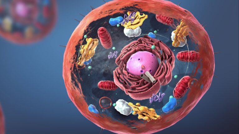 Núcleo Celular: Estructura y Función Esenciales en la Célula - Biología ...