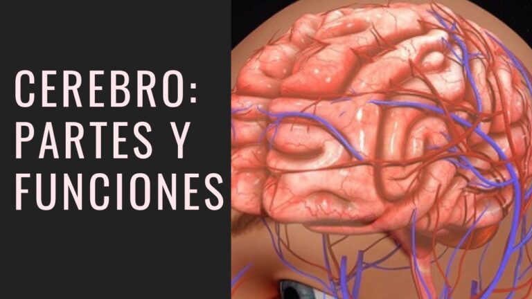 Partes del Cerebro Humano y sus Funciones: Guía Completa para Entender ...