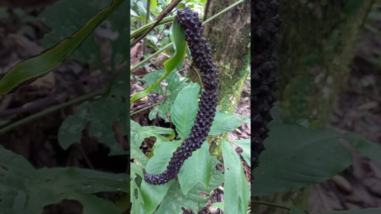 Descubre las Plantas de la Selva y sus Nombres Científicos: Guía ...