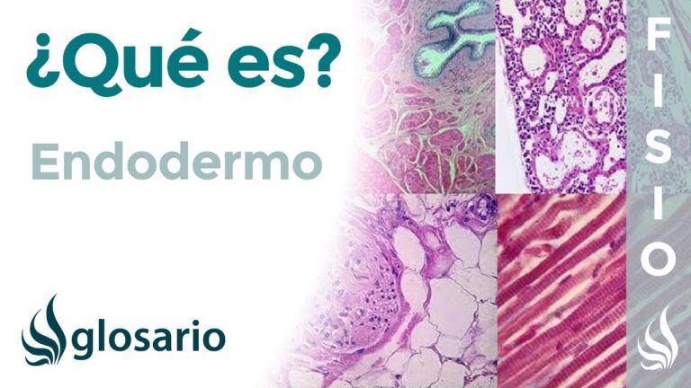 ¿qué Son El Ectodermo Mesodermo Y Endodermo Descubre Sus Funciones Yemk 3836