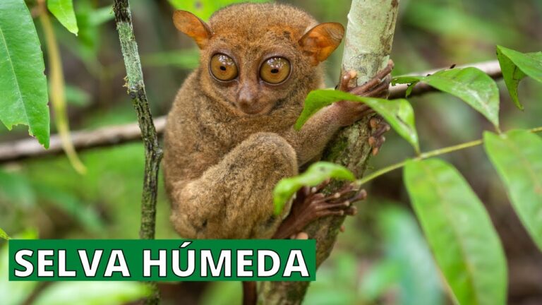 ¿Dónde se Encuentra la Selva Húmeda en México? Descubre sus Maravillas ...