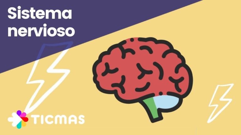 Función General del Sistema Nervioso: Todo lo que Necesitas Saber - Biología un mundo Fascinante