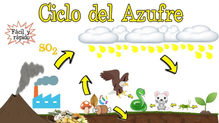 Ciclo Biogeoquímico del Azufre: Explicación Completa y Su Importancia en la Naturaleza ...