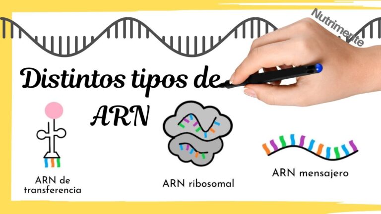 El ARNm, ARNr y ARNt: Su Papel Fundamental en la Síntesis de Proteínas ...