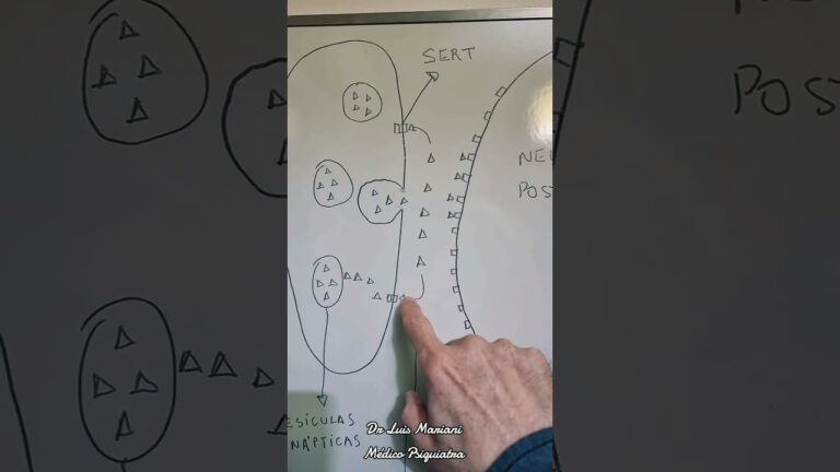 ¿Qué significa inhibir la recaptación de serotonina? Descubre su ...