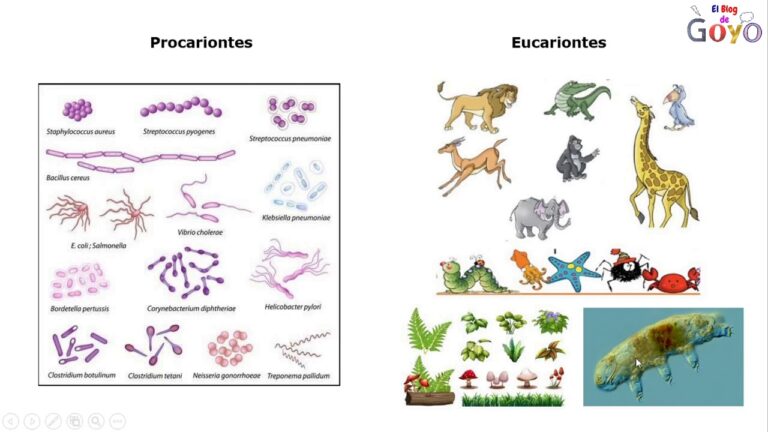 ¿Qué Son los Organismos Procariontes? Definición, Características y ...