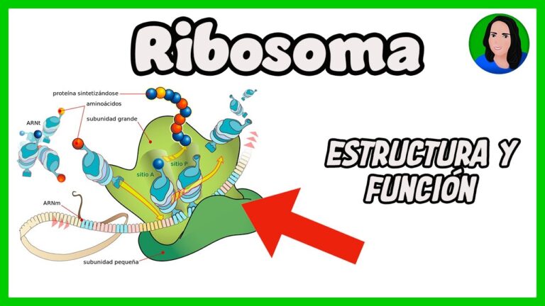 ¿Qué Son los Ribosomas Unidos y Cómo Crean Proteínas en las Células ...