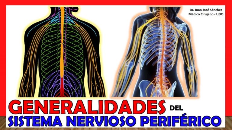Anatomía del Sistema Nervioso Periférico: Estructuras, Funciones y Relevancia - Biología un ...
