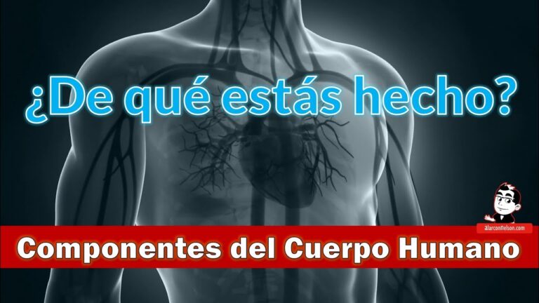 ¿De Qué Está Compuesto el Ser Humano? Descubre los Elementos Clave de ...