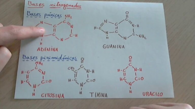 Funciones de las Bases Nitrogenadas: Claves en la Genética y la ...
