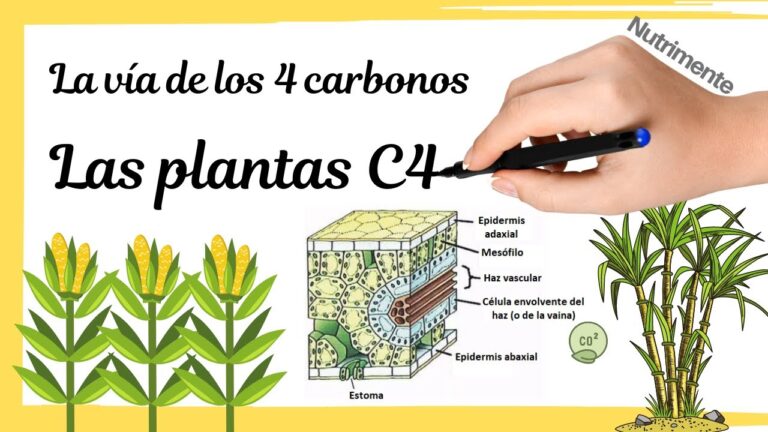Plantas C3 y C4: Cuadro Comparativo de sus Características y Ventajas ...
