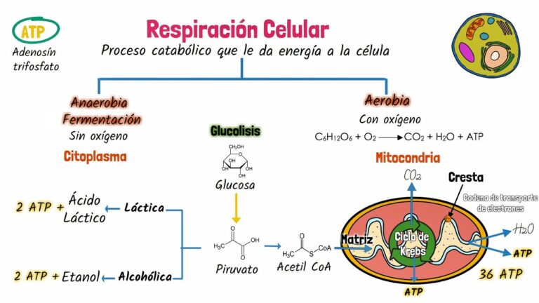 Reacciones de la Respiración Celular: Proceso, Tipos y Su Importancia en la Vida - Biología un ...