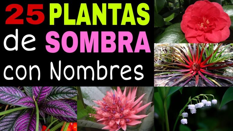 Tipos de Plantas de Sombra: Nombres y Características de las Mejores ...