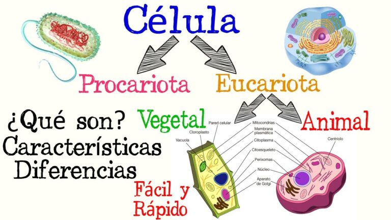 Esquema de la Célula Eucariota y Procariota: Diferencias Clave y Características - Biología un ...