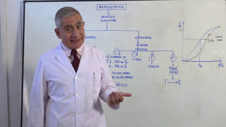 Estructura Cuaternaria de la Hemoglobina: Funciones y Características ...